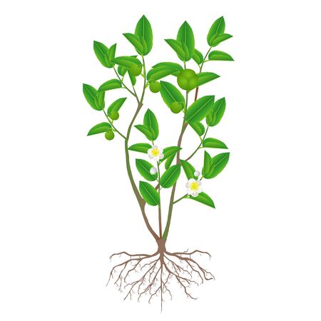 ¿QUÉ ES EL TÉ, DE QUÉ PLANTA SE OBTIENE, CUÁLES SON SUS PROPIEDADES ...